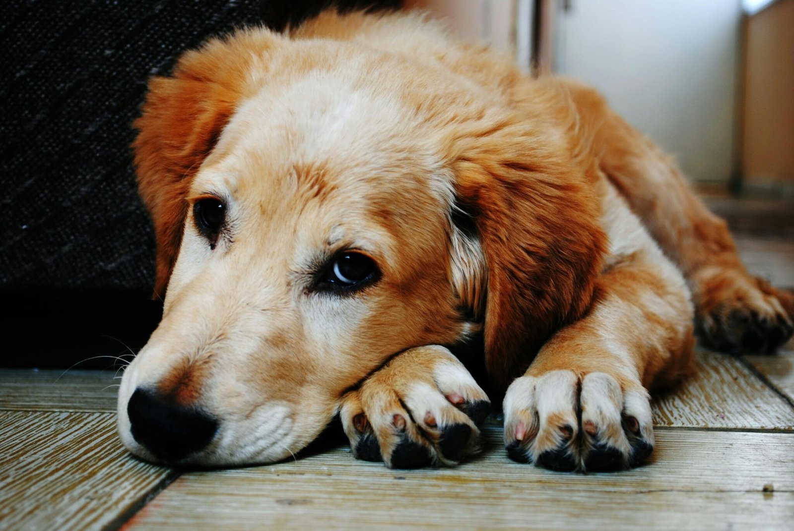Descubra quanto tempo vive um cachorro - Coolture News